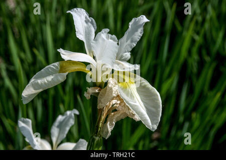 Iris sibirica 'Snow Queen' Siberian iris. with yellow throats on white ...