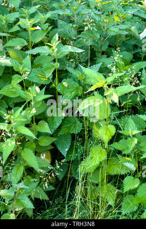Fresh stinging nettle plants growing outdoors. Close-up Stock Photo - Alamy