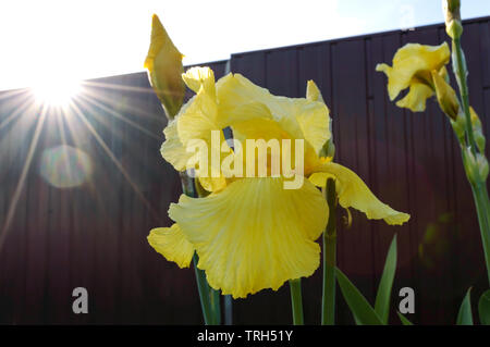 Beautiful iris bushes in the garden. Yellow flowers iris. Spring summer ...