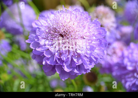 Scabious blue cockade, Scabiosa atropurpurea, Blue Cockade Stock Photo ...