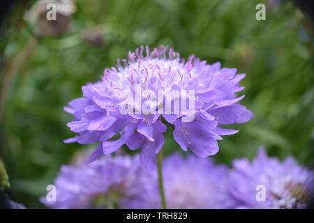 Scabious blue cockade, Scabiosa atropurpurea, Blue Cockade Stock Photo ...