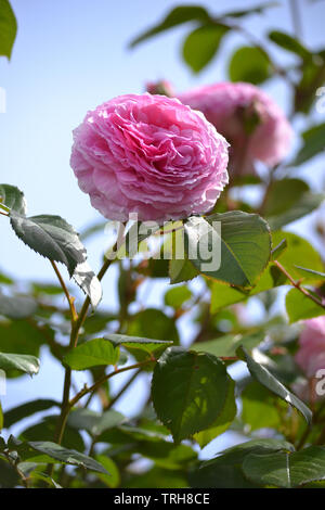 English climbing rose 'James Galway', a David Austin rose Stock Photo ...
