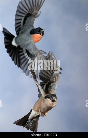 Gimpel, Dompfaff, Männchen, Flug, Flugbild, fliegend, Pyrrhula pyrrhula ...