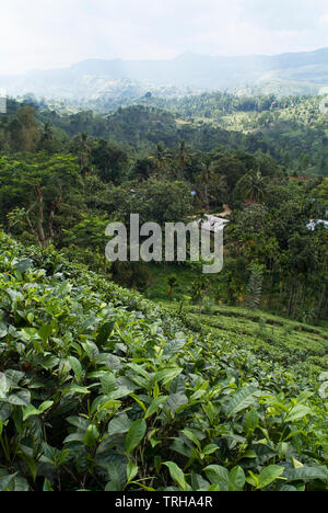 SRI LANKA: BOGAWANTALAWA Tea Estate seen from the Tea Trail by tourists ...
