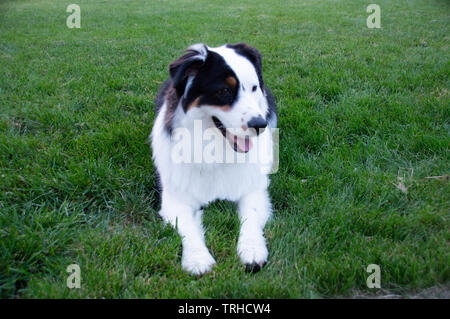 Austrialian Shepard Poses for photo shoot Stock Photo - Alamy