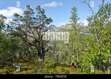 Norway. Wanderung zur Alm Bakkeseter in Rondane Stock Photo - Alamy