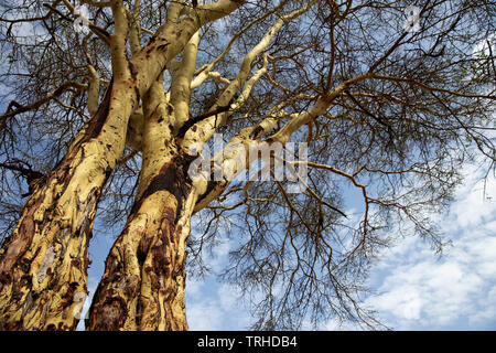 Fever tree, yellow bark, Vachellia xanthophloea, bark performs ...