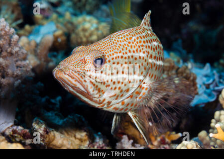 White-lined Grouper (Anyperodon leucogrammicus) adult, close-up of head ...