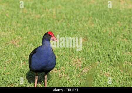 Pukeko Purple Chicken New Zealand Stock Photo - Alamy