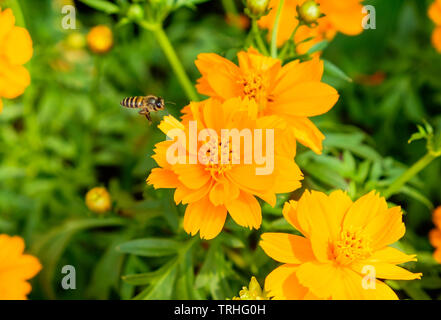 Bee flying to cosmos orange flower Stock Photo - Alamy