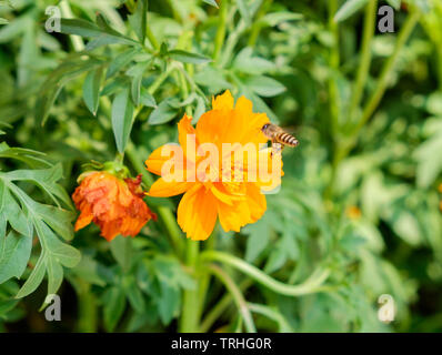 Bee flying to cosmos orange flower Stock Photo - Alamy