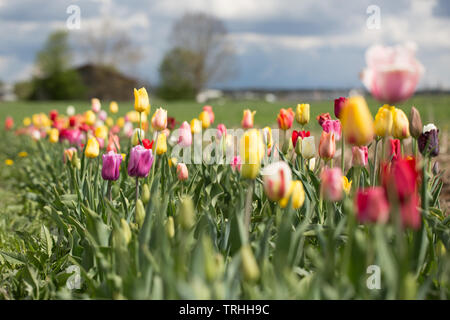 Red tulips on the background of trees with green foliage. Blooming ...