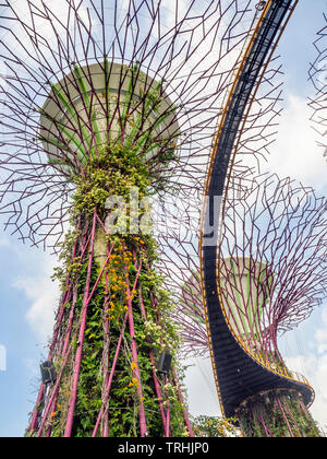 Elevated walkway weaving between artificial trees in the Supertree ...