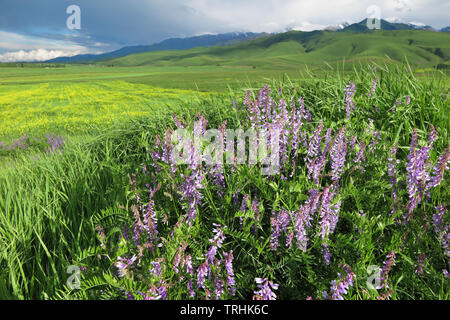 The Bird vetch in pasture in northern Kyrgyzstan Stock Photo - Alamy