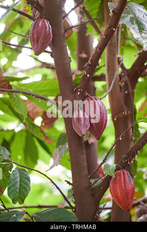 Cocoa pods on the tree on sunny day close-up Stock Photo - Alamy