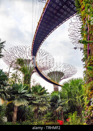 Elevated walkway weaving between artificial trees in the Supertree ...