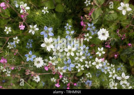 Red campion. Rose Cottage Garden Diary Stock Photo - Alamy