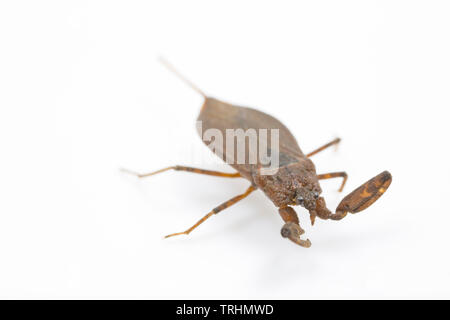 Water scorpion (Nepa cinerea). Predatory aquatic bug in the family ...