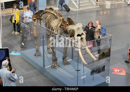 tusks made of ivory or bone in the shape of the incisor teeth of a ...