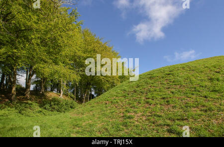 Mountsandel Wood and the earthen mound of the iron-age fort known as ...