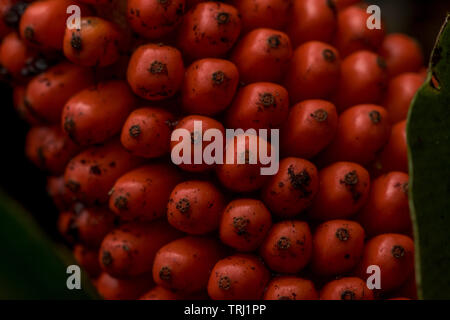 Some sort of red seeds from a plant in the Amazon rainforest in yasuni ...