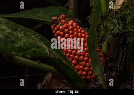Some sort of red seeds from a plant in the Amazon rainforest in yasuni ...