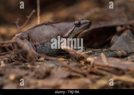 A microhylid frog (Chiasmocleis bassleri) from Tiputini, Ecuador Stock ...