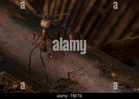 Army ants (Eciton burchellii) swarm across the forest floor, large ...