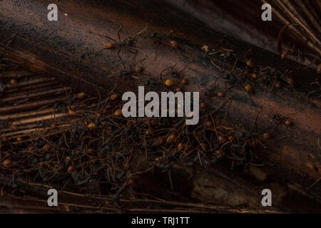 Eciton burchellii, army ants swarm across the jungle floor in Yasuni ...