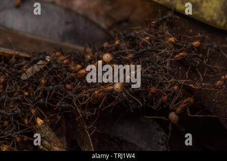 Insects from the Amazon Rainforest Stock Photo - Alamy