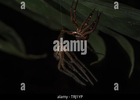 Old exoskeleton from a spider When a spider grows it has to shed their ...