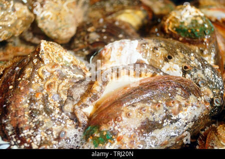 Fresh abalone, seafood sold in the market Stock Photo - Alamy