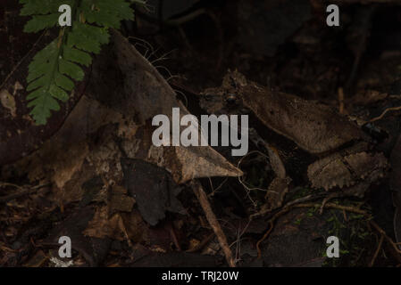 Perez's Snouted Frog (Edalorhina perezi) camouflaged on the rainforest ...