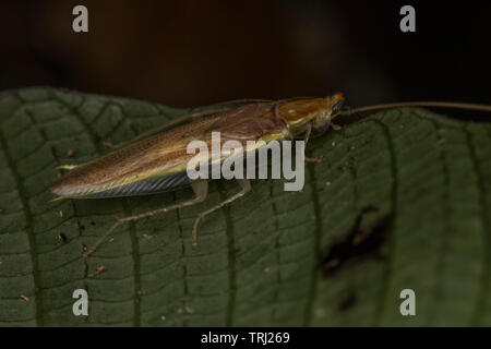 An unusual cockroach species from the amazon, it has clear wings Stock ...