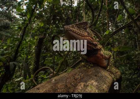 Enyalioides laticeps, the Amazon wood lizard sitting on a branch in ...
