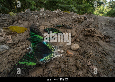 butterfly, URANIA SWALLOWTAIL MOTH, Urania leilus, ORINOCO DELTA ...