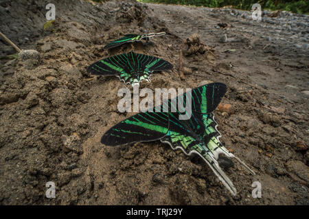 butterfly, URANIA SWALLOWTAIL MOTH, Urania leilus, ORINOCO DELTA ...