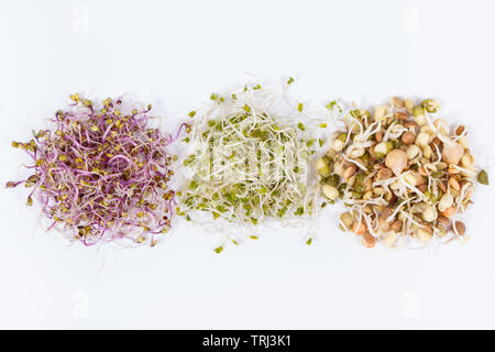 Different types of healthy sprouts containing natural vitamins and ...