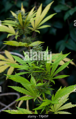 small Cannabis sativa plants, tetrahydrocannabinol (THC Stock Photo - Alamy