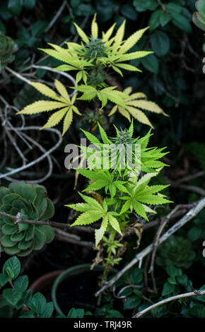 Small marijuana plants with fall/autumn colors, mature flowers, wild ...