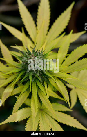 Small marijuana plants with fall/autumn colors, mature flowers, wild ...