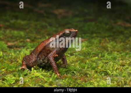 A Kinabalu Sticky Frog (Kalophrynus baluensis) in the leaf litter at ...