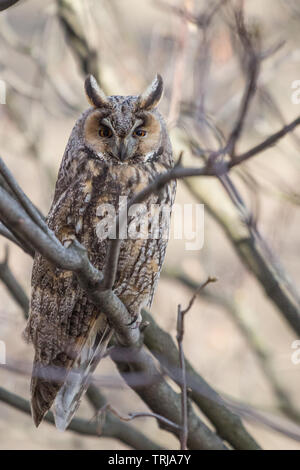 A spotted owlet sitting on a tree branch in jungle during Twilight ...