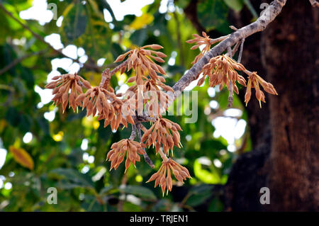 Mahua Flowers in full bloom Stock Photo - Alamy