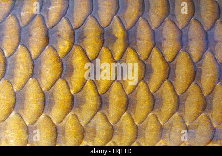 Silver carp scales background. Close-up on carp scales Stock Photo - Alamy