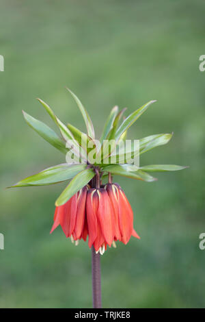 Turkish mountains in the skirts of the opposite lilies. Inverted lilies ...