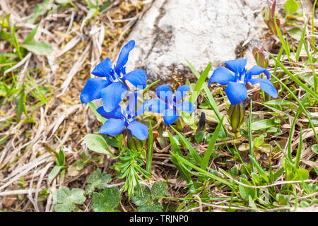 Bavarian gentian (Gentiana bavarica) in flower native to European Alps ...