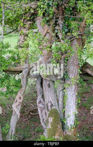 Strange growing trees Stock Photo - Alamy