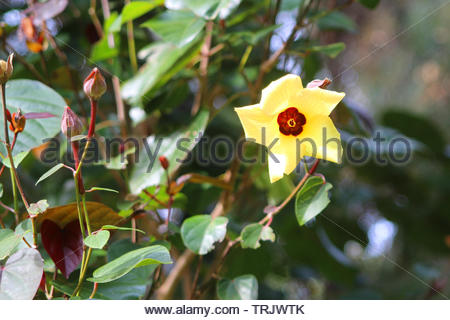 Australian native Hibiscus species flowering beside Isabella Falls ...