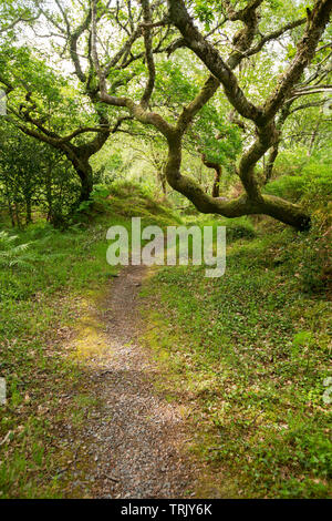Path through English woodlands Stock Photo - Alamy